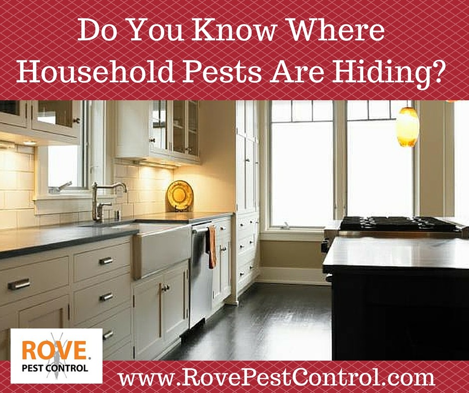 Do you know where pests are hiding? - Rove Pest Control