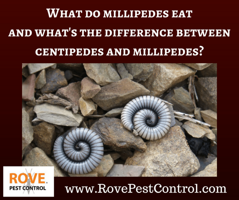 Differentiate Centipedes and Millipedes - Rove Pest Control