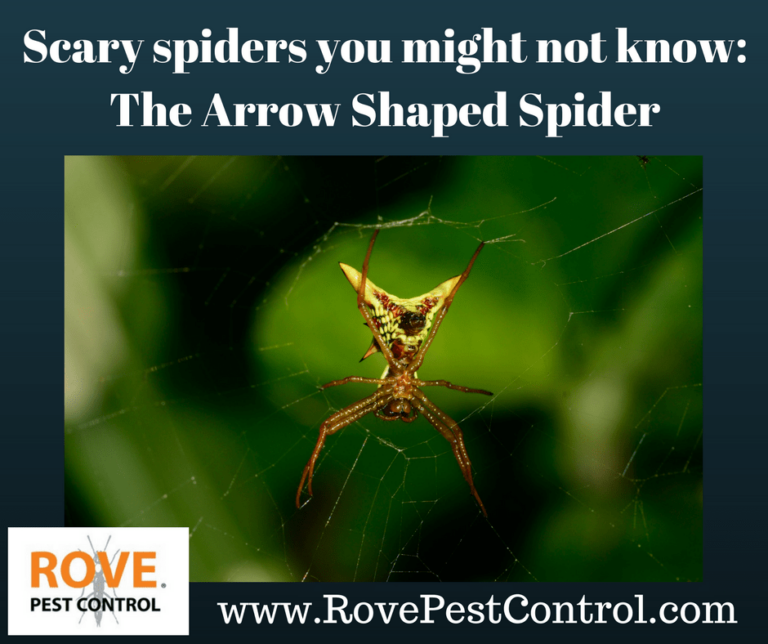Scary spiders you might not know - Rove Pest Control