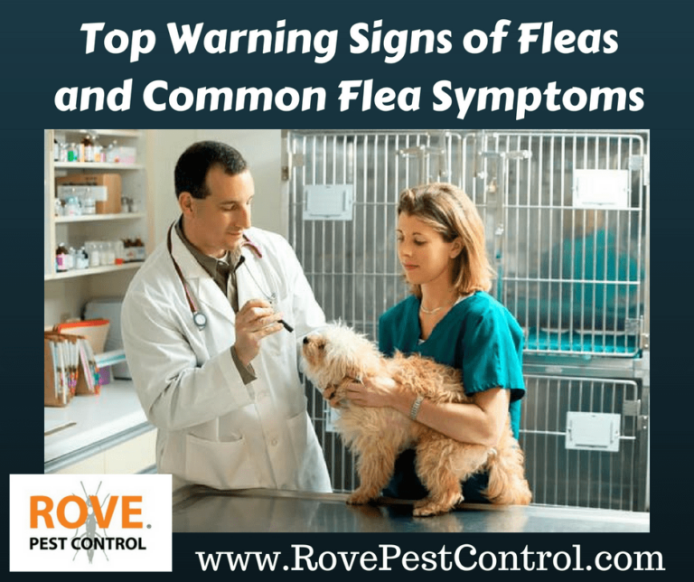 Flea Signs and Common Symptoms - Rove Pest Control