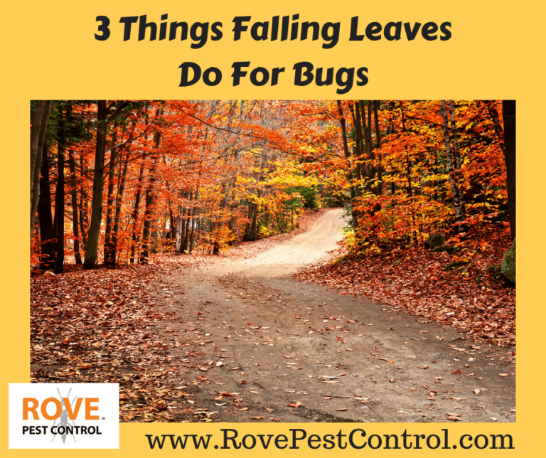 3 things falling leaves do for bugs - Rove Pest Control