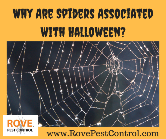Why are spiders associated with Halloween? - Rove Pest Control