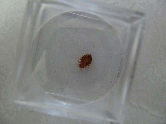 Bed Bug Control in Southborough, MA - Rove Pest Control