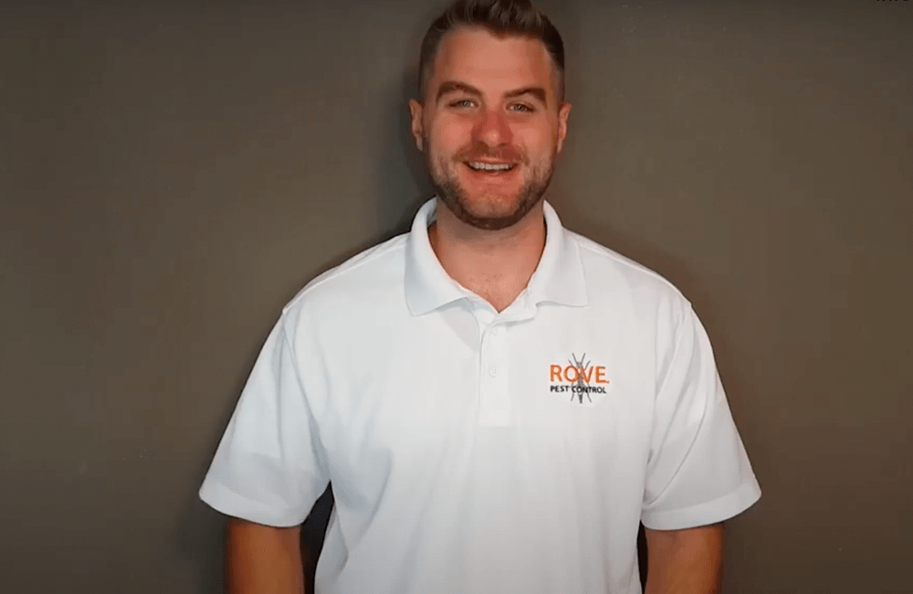 Vole Control n Brooklyn Park | Rove Pest Control