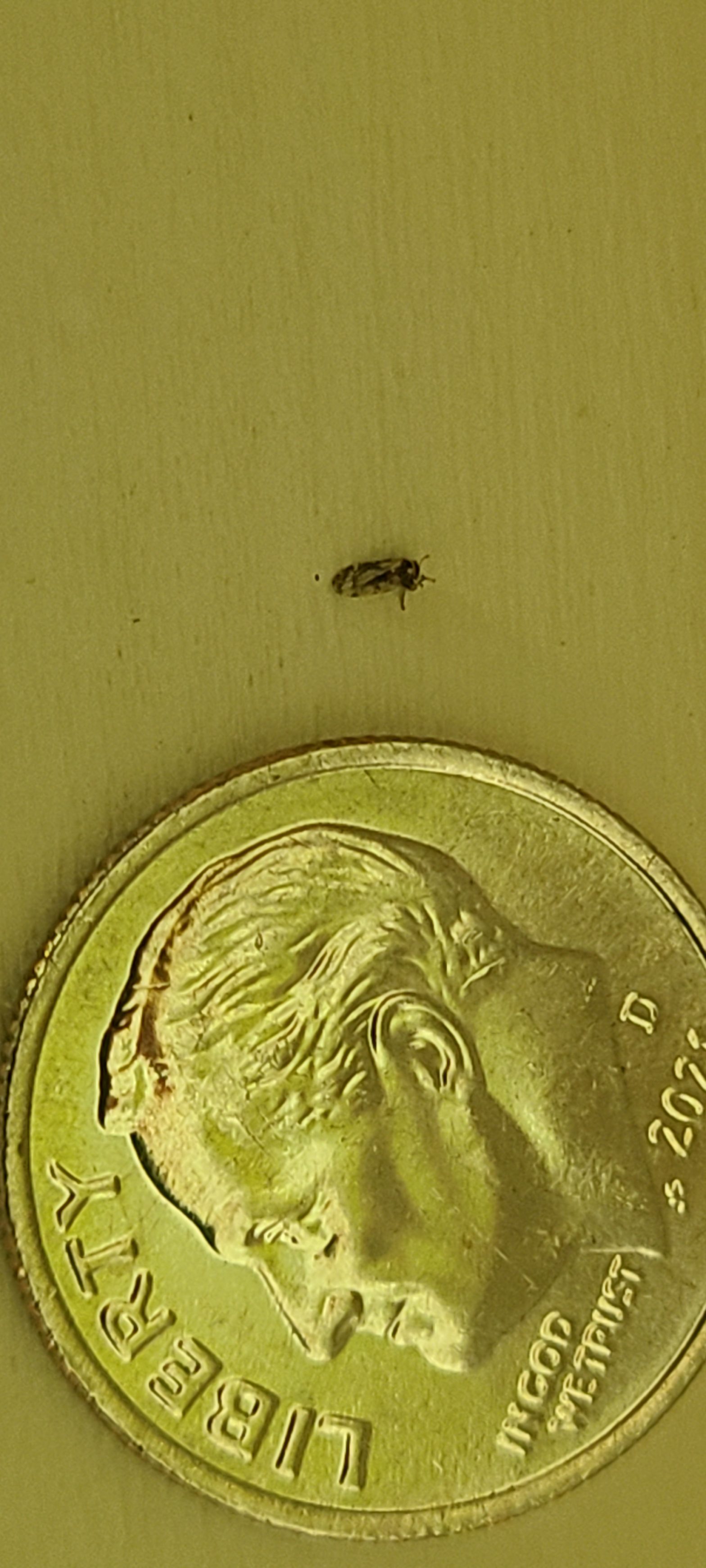 What Fall Gnat Bites? - Rove Pest Control