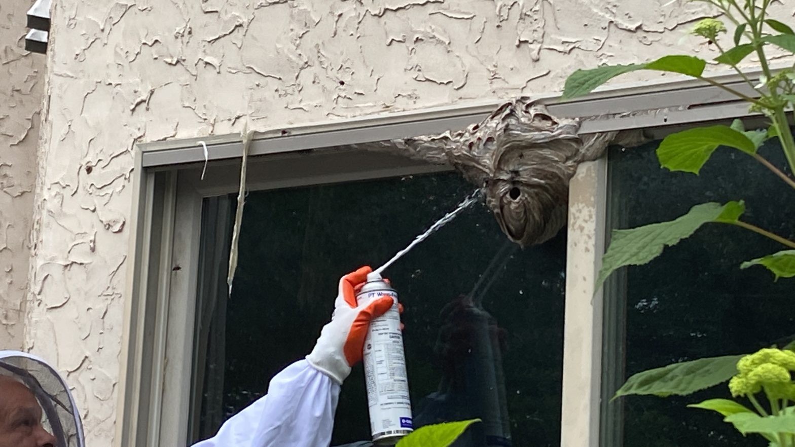 5 Steps to Getting Rid of a Wasp Nest - Rove Pest Control