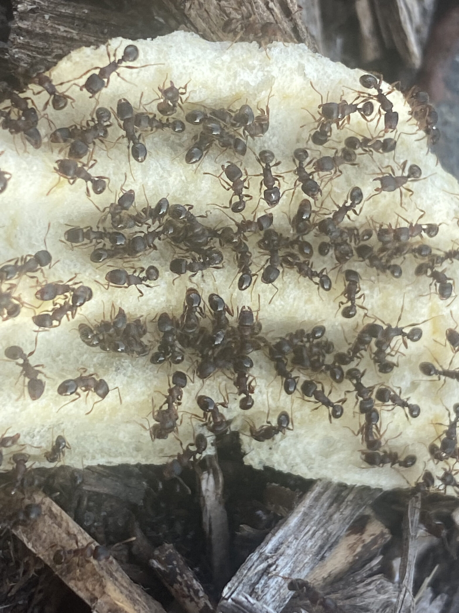 Unseen Things: Ants - Rove Pest Control