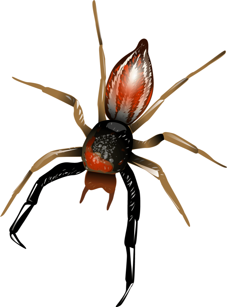 7 Poisonous Spiders in Minnesota - Rove Pest Control