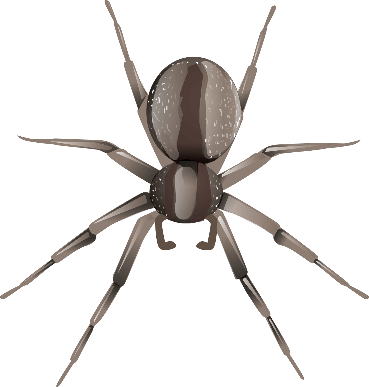 7 Poisonous Spiders in Minnesota - Rove Pest Control
