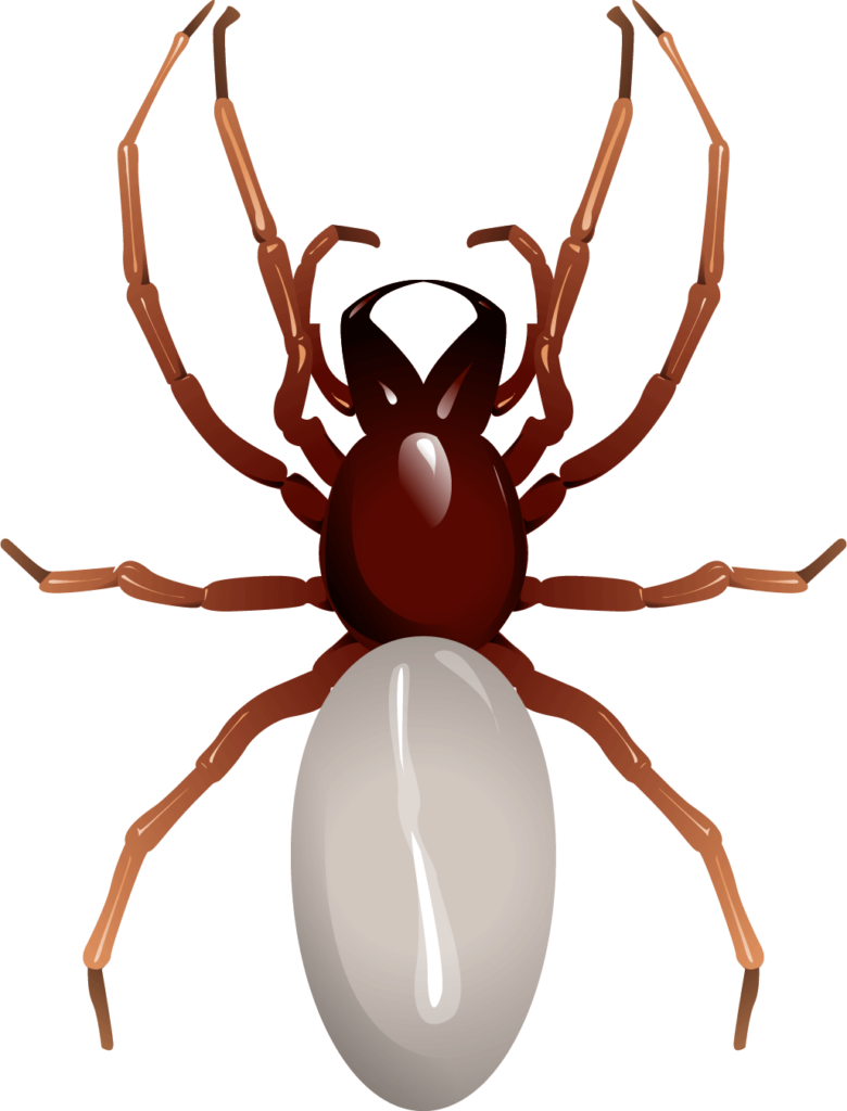7 Poisonous Spiders in Minnesota - Rove Pest Control