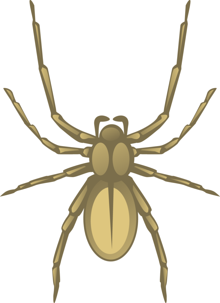 7 Poisonous Spiders in Minnesota - Rove Pest Control