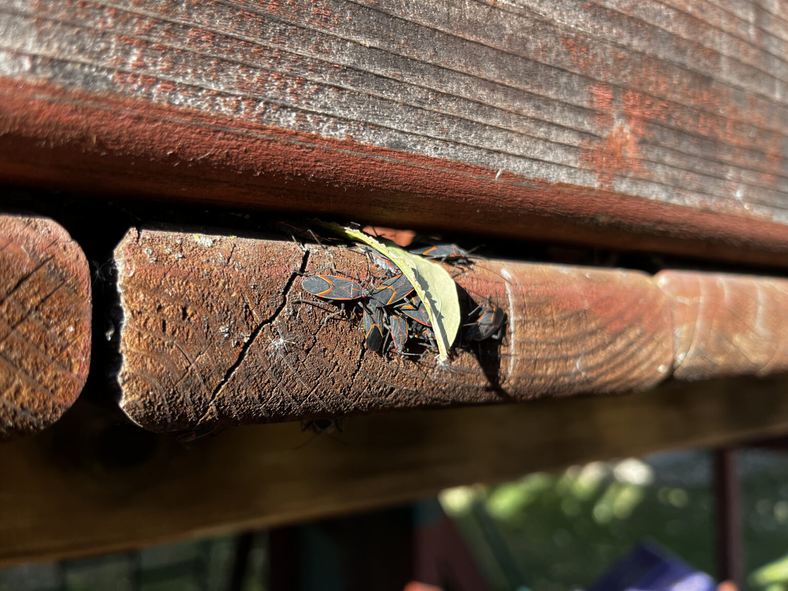 How to Get Rid of Box Elder Bugs - Rove Pest Control